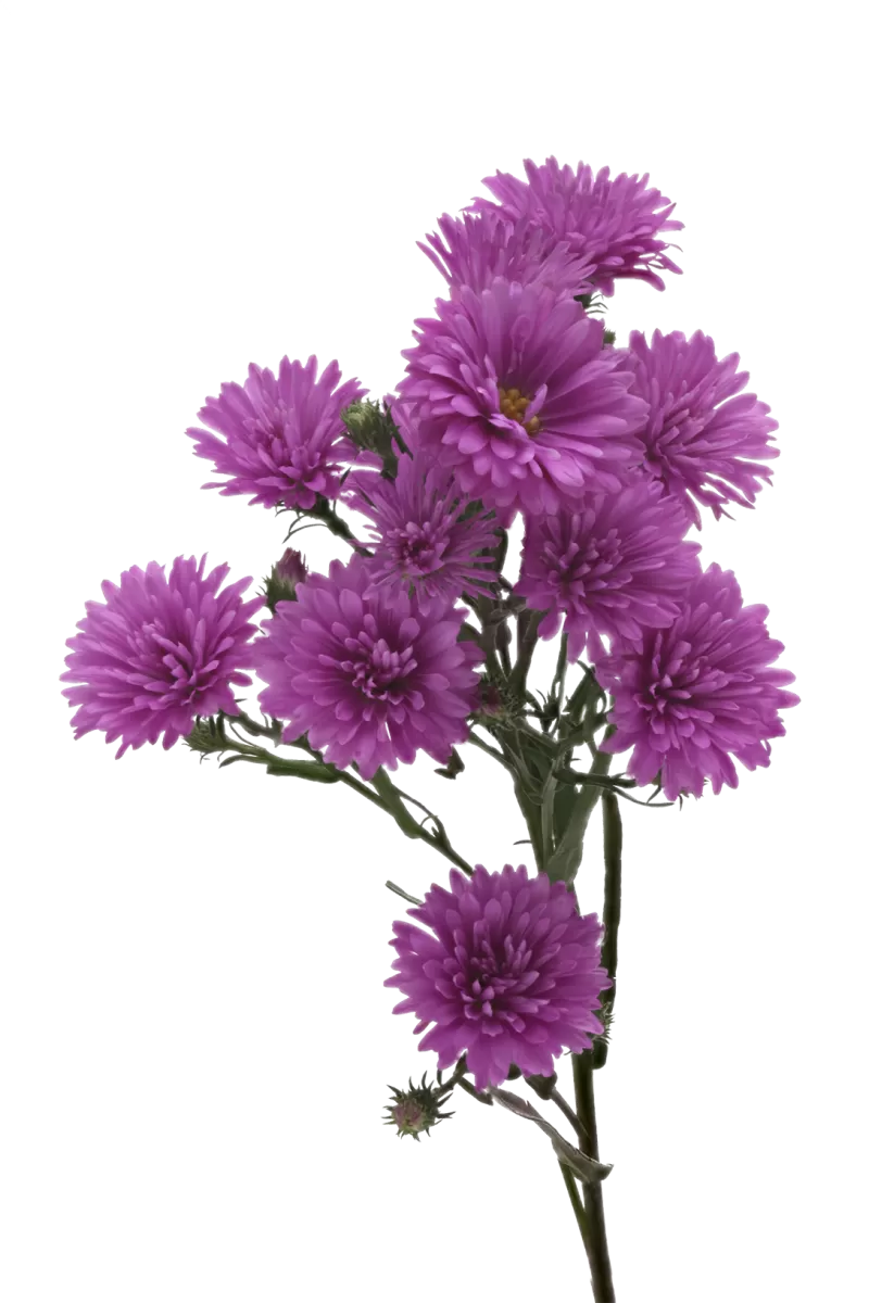 Uncompromising quality: Marginpar's post-harvest mission | Marginpar